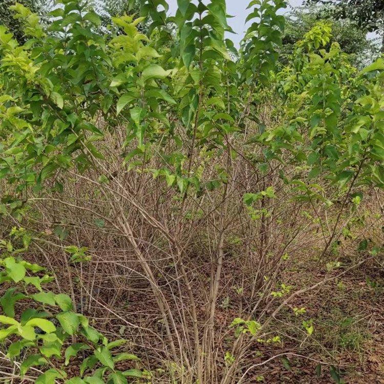 丛生金银木冠幅1.5米树形优美园林绿化观花观叶植物